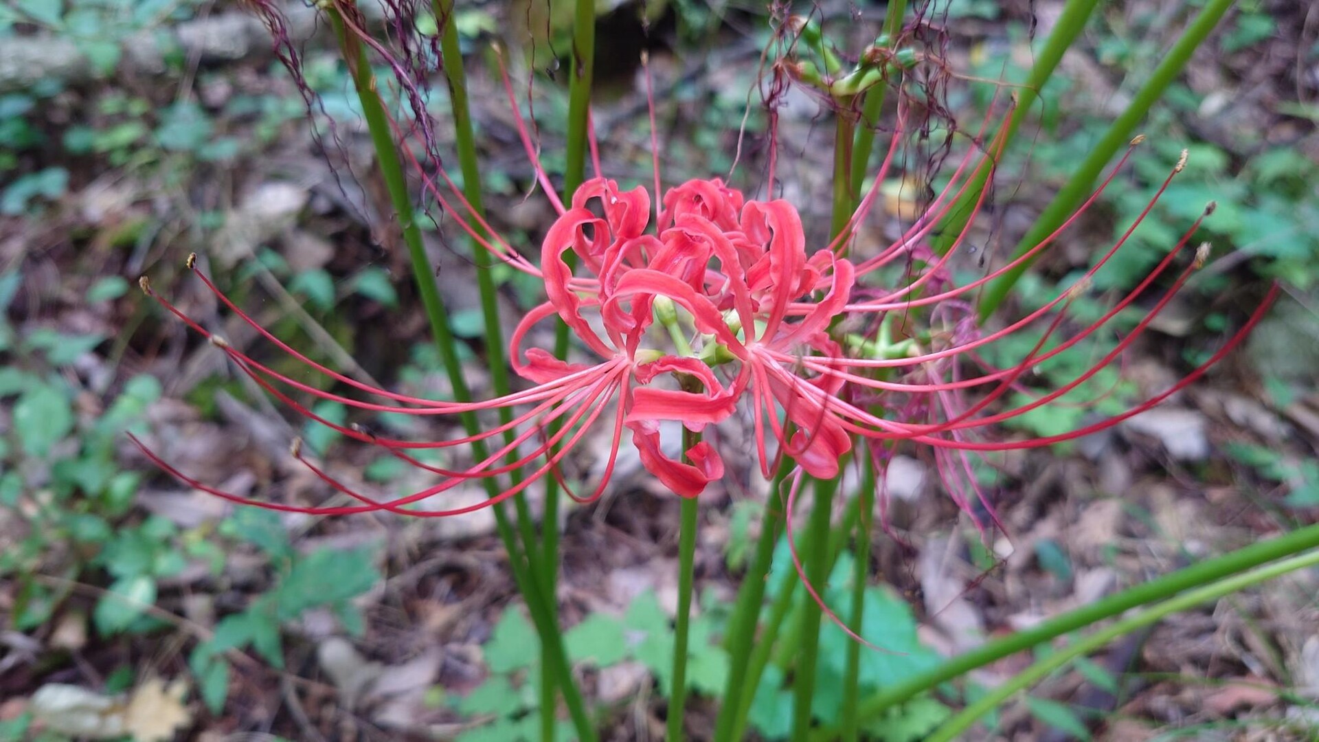 久しぶりのHM旭山 / Paulさんの旭山の活動データ | YAMAP / ヤマップ