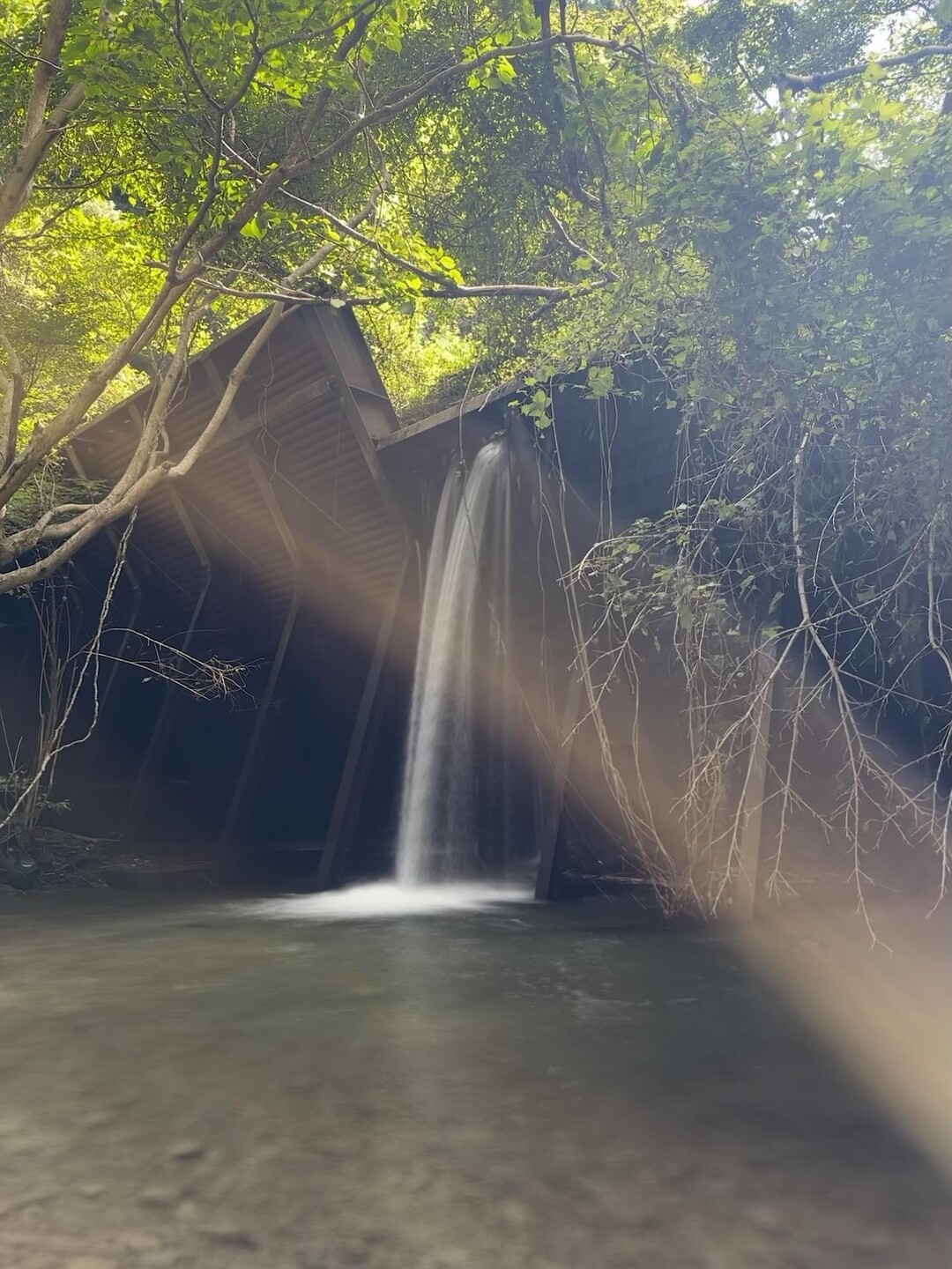 和泉葛城山 / yasu yasuさんの槇尾山（槙尾山）・和泉葛城山・神於山の活動データ | YAMAP / ヤマップ
