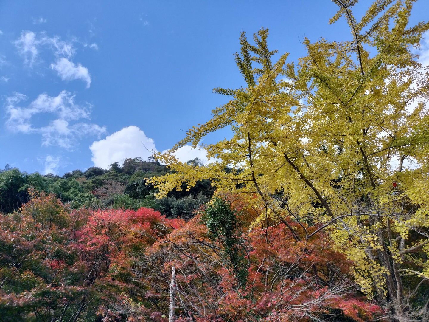 後黒髪東峰・後黒髪西峰 / ヒロPON♪さんの黒髪山・青螺山の活動データ | YAMAP / ヤマップ