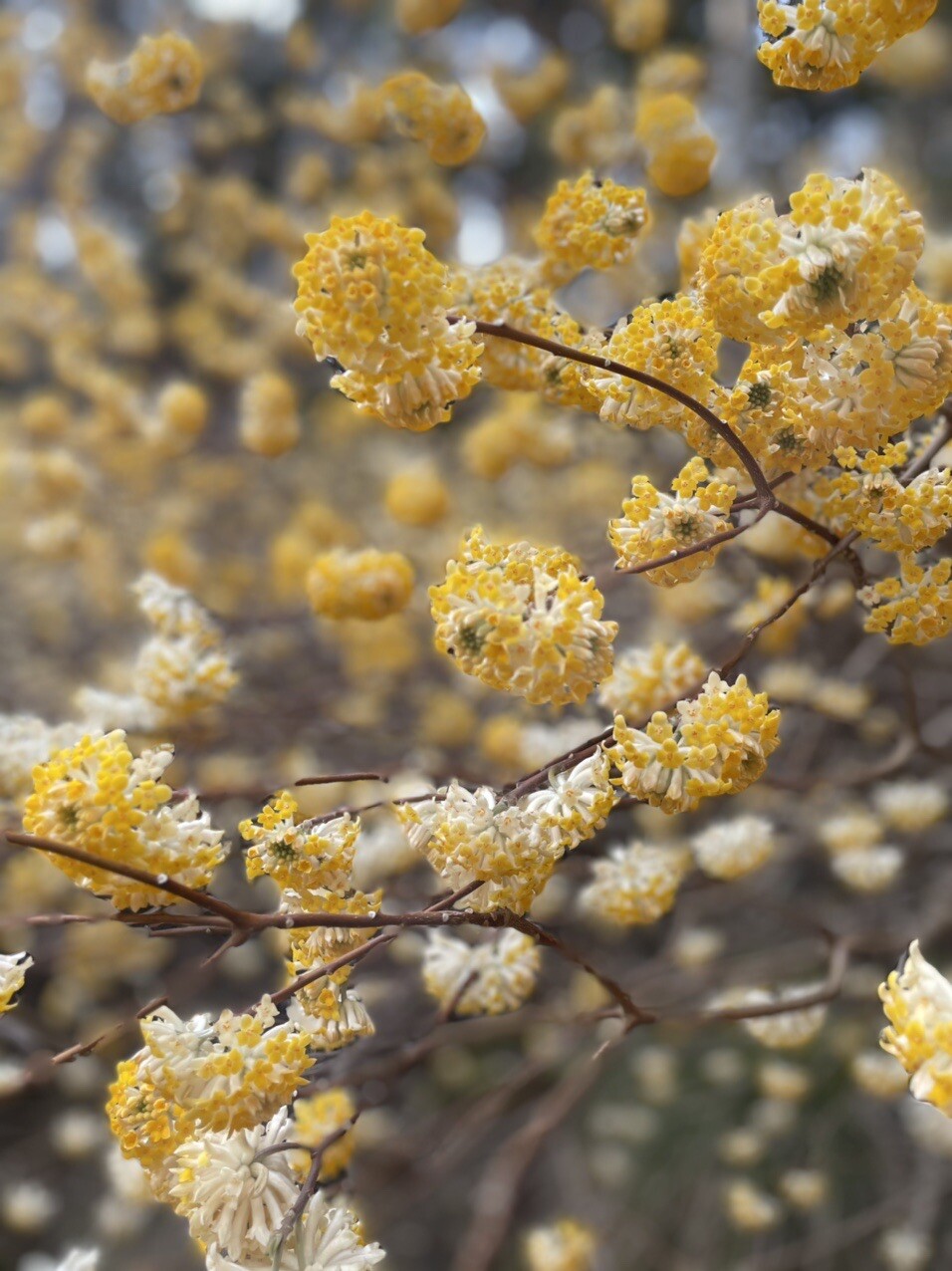 高室山⛰&高畑山のミツマタ🌼 / Reikoさんの高室山の活動データ | YAMAP / ヤマップ