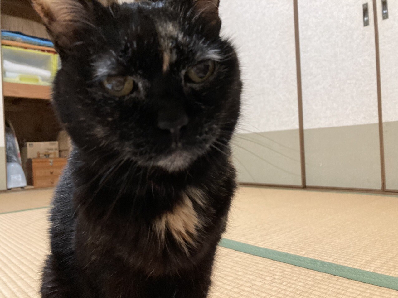 chocoのページ | YAMAP / ヤマップ