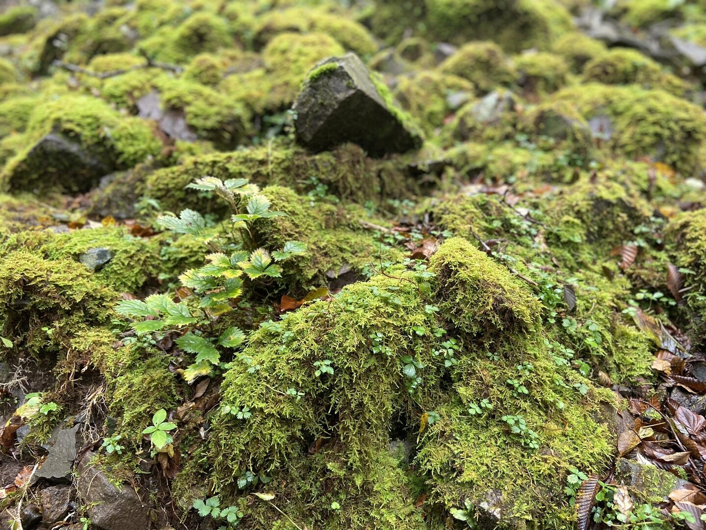 愛鷹山（黒岳・越前岳・呼子岳） / kazu-bayさんの愛鷹山・大岳・黒岳の活動データ | YAMAP / ヤマップ