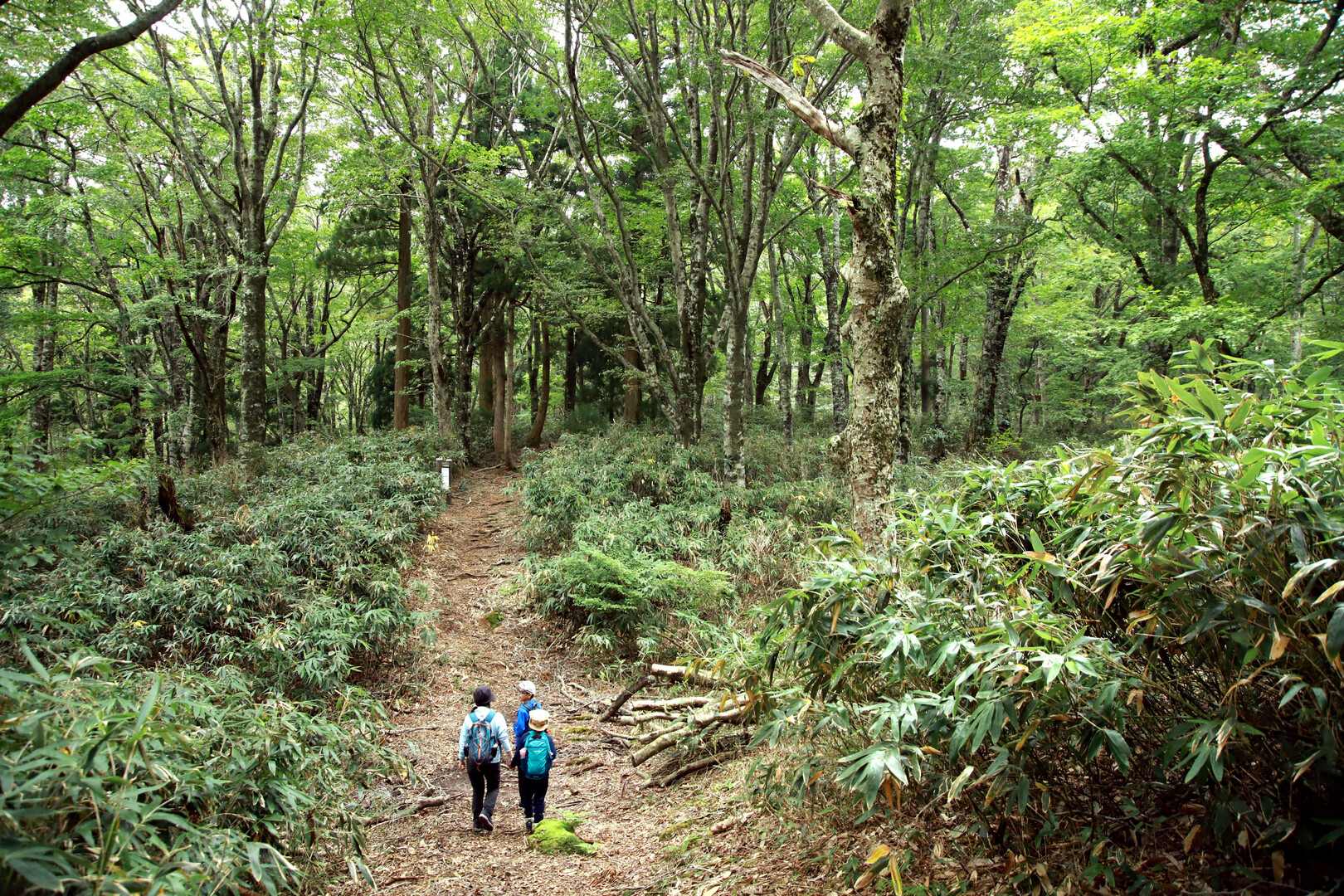 若杉天然林～三国平：山歩きトレーニング ゆたぽんさんの沖ノ山・若杉原生林（若杉天然林）の活動データ Yamap ヤマップ