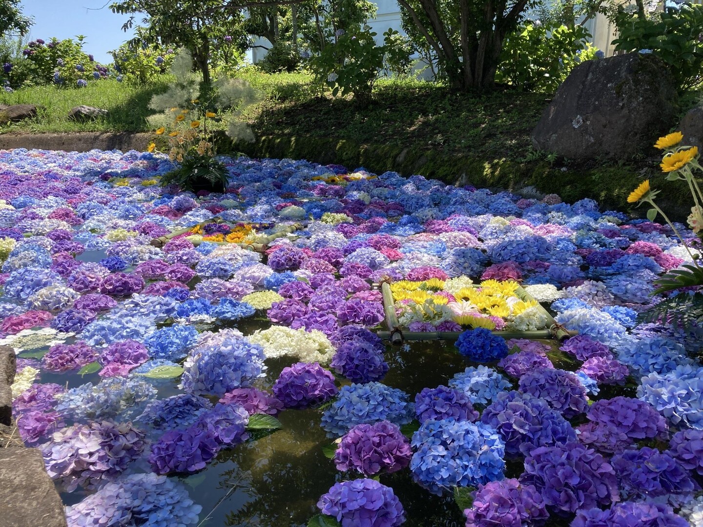 開成町あじさいまつり、小田原城あじさい花菖蒲まつり / 9riatamaさんのウォーキングの活動データ | YAMAP / ヤマップ