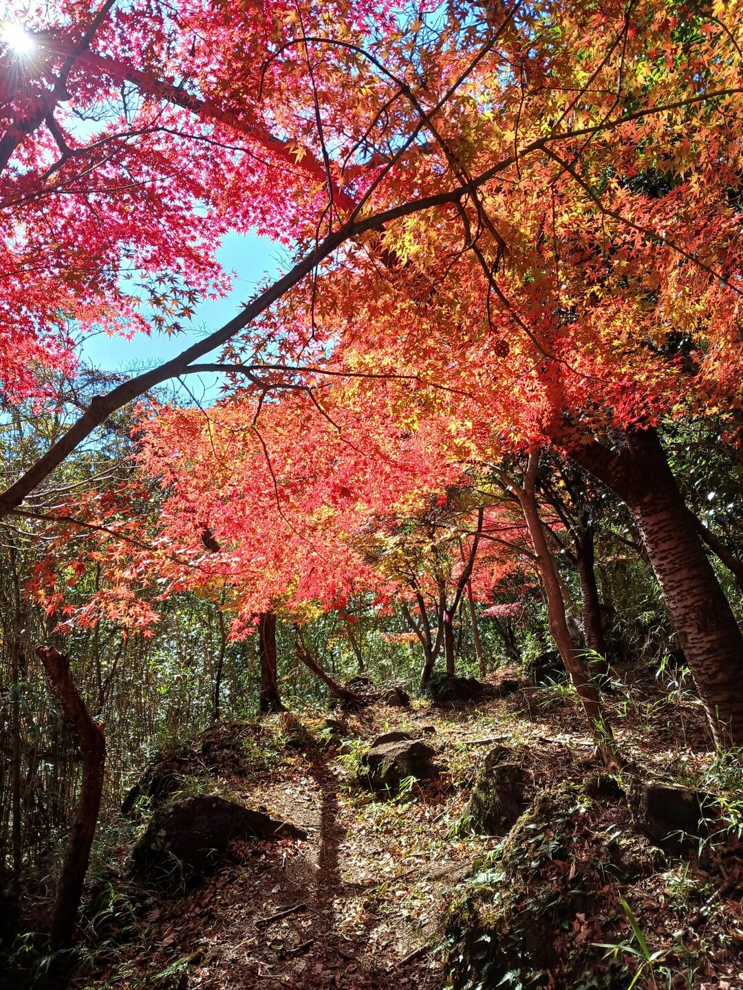 船原山・立石山&鶴見山麓の🍁 / hiroyoさんの小鹿山の活動日記 | YAMAP / ヤマップ