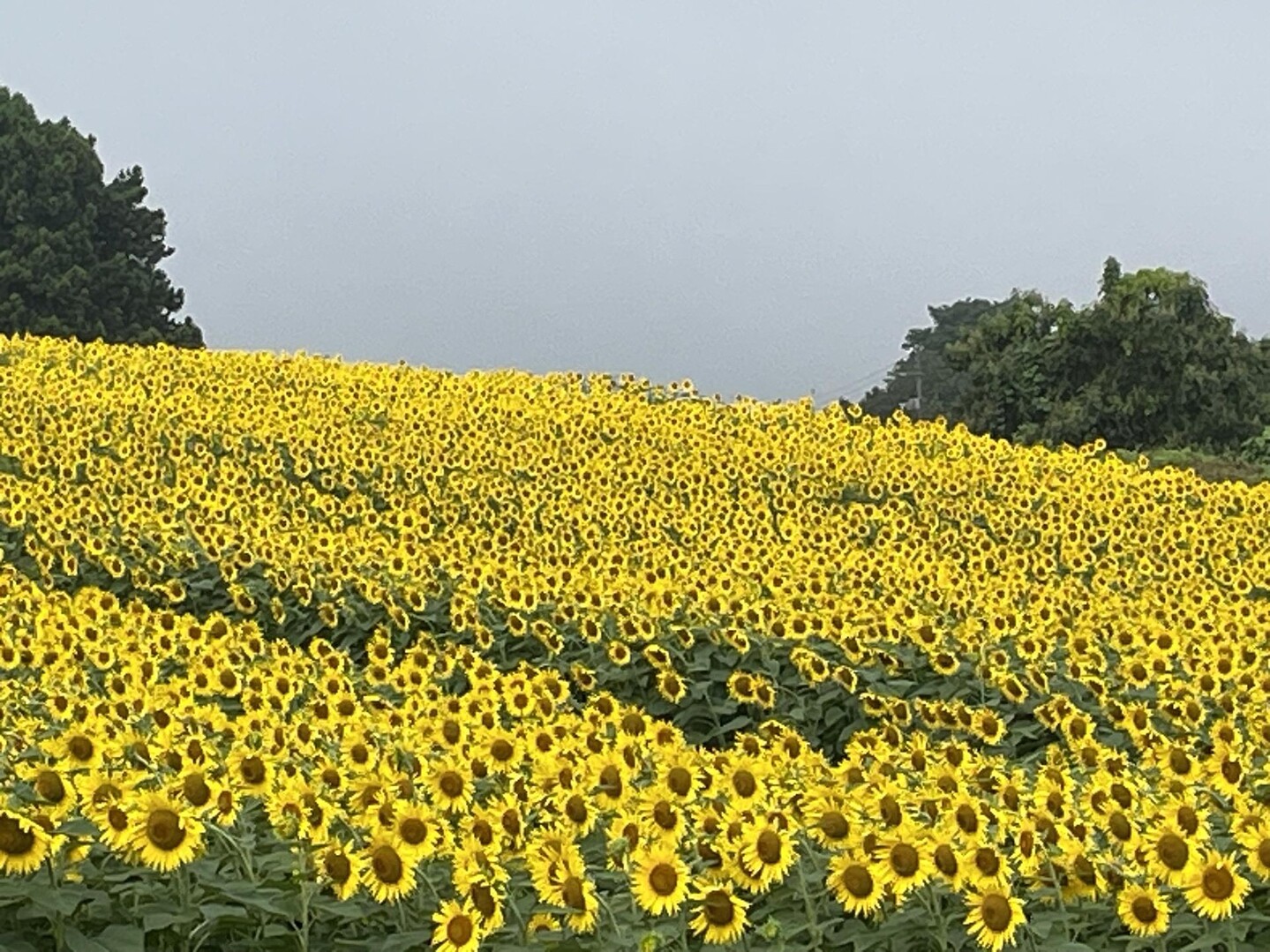 山本山ひまわり畑🌻🌻🌻 / akko.tさんの山本山の活動データ | YAMAP / ヤマップ