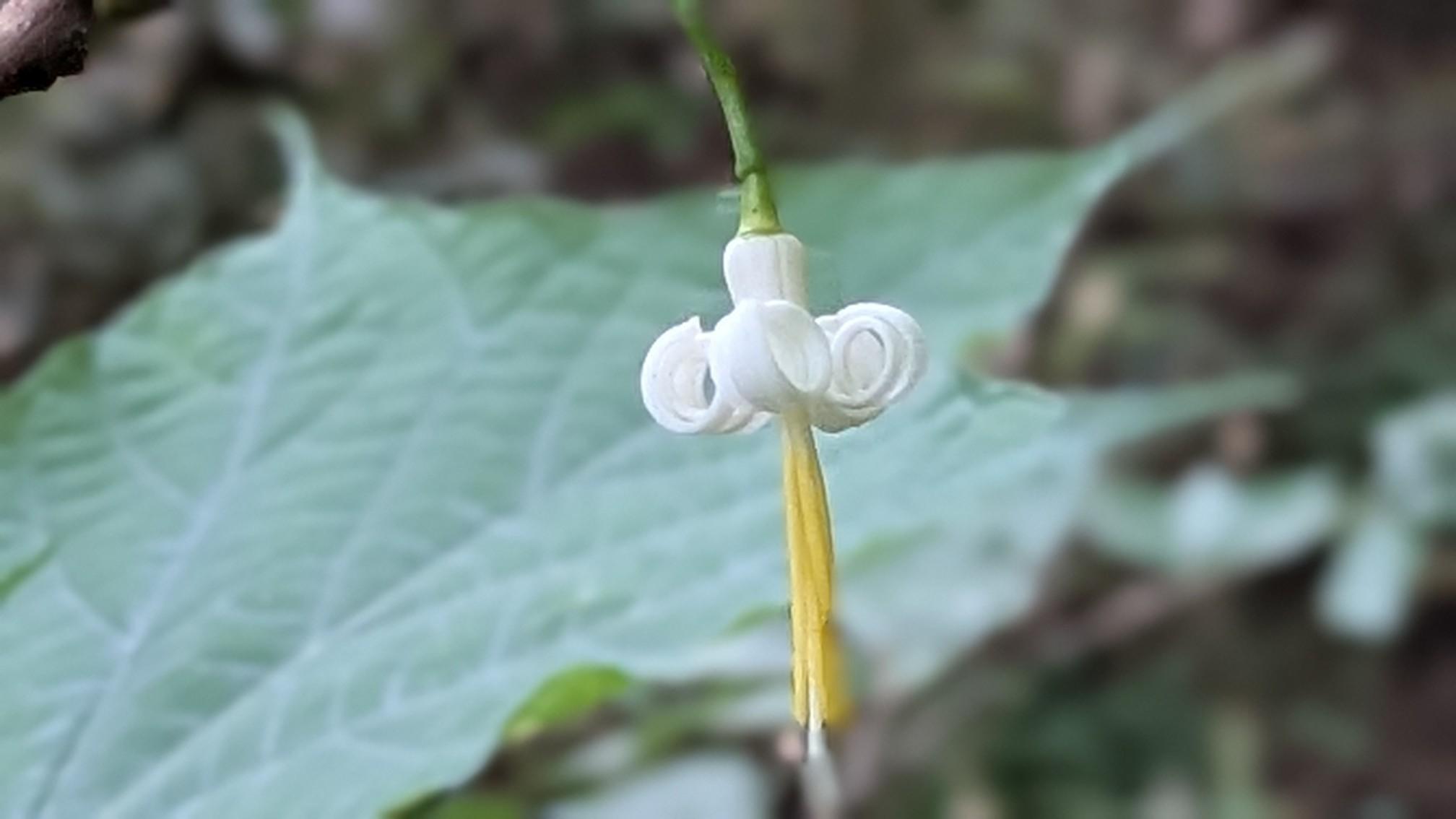筑波山 2024年夏 私の花活その2... / soudoさんのモーメント | YAMAP / ヤマップ