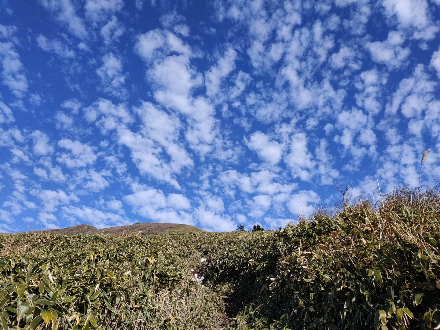 笹ヶ峰・ちち山・寒風山 / akgestさんの笹ヶ峰・寒風山・平家平の活動データ | YAMAP / ヤマップ