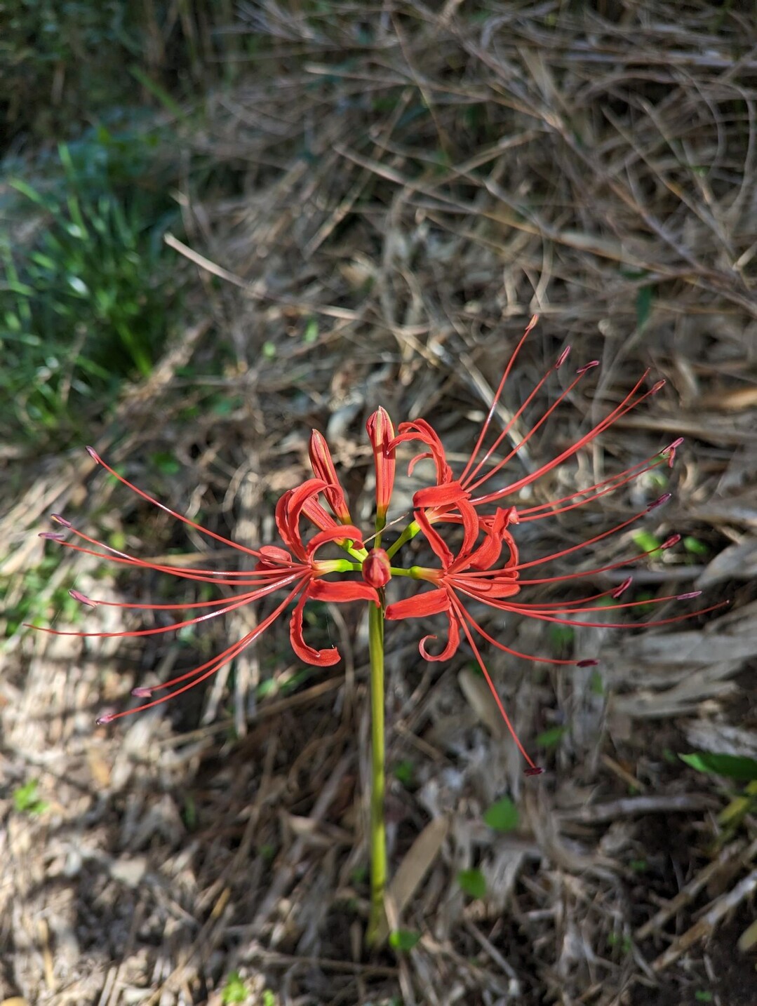 今日は大田をブラブラ〜ww 彼岸市も行き... / Ranさんのモーメント | YAMAP / ヤマップ