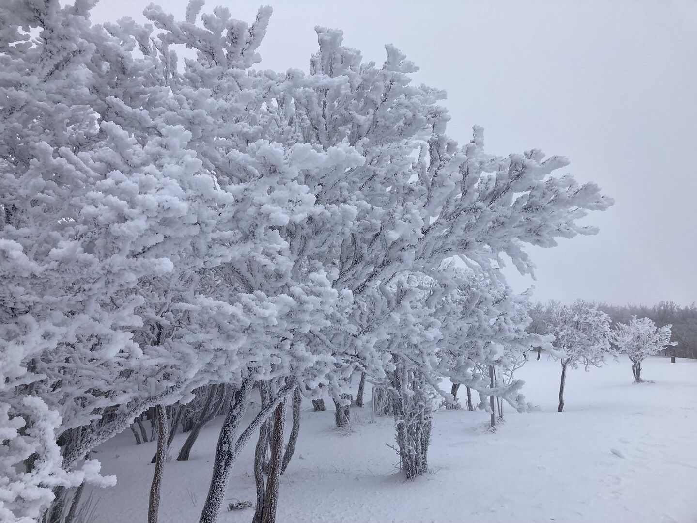 赤星山⛄️ / meg megさんの赤星山・豊受山の活動データ | YAMAP / ヤマップ