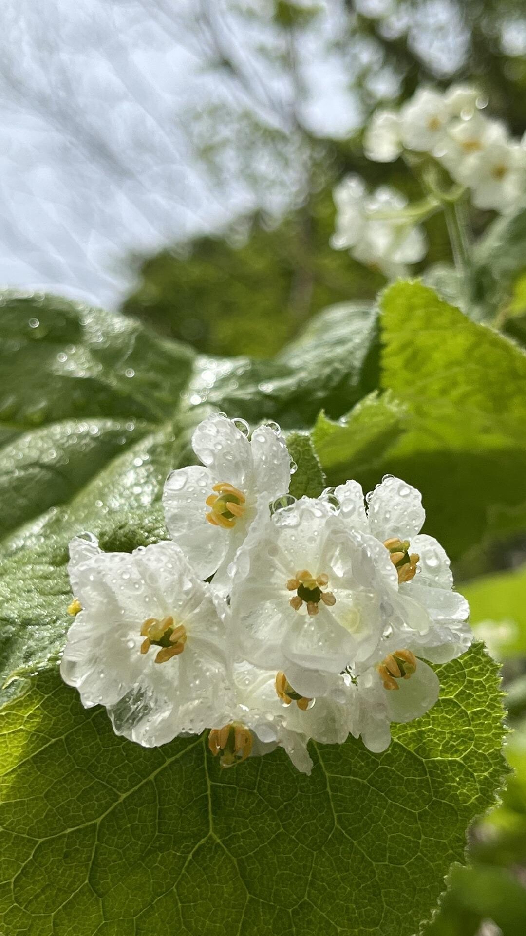 毛無山 / isoさんの毛無山の活動日記 | YAMAP / ヤマップ