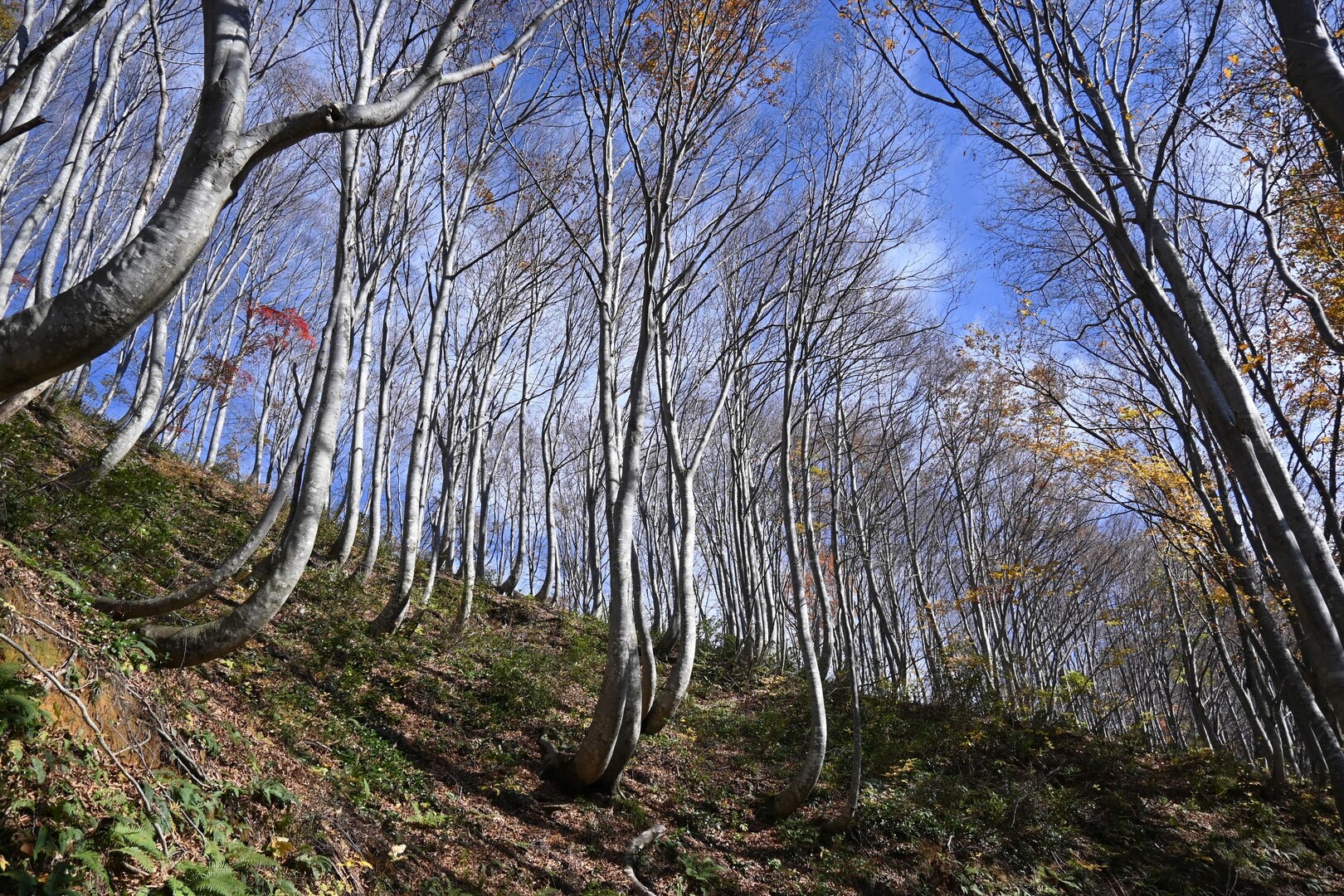 八十里越 さわり 吉ヶ平からブナ沢ピストン / rinさんの八十里越の活動データ | YAMAP / ヤマップ