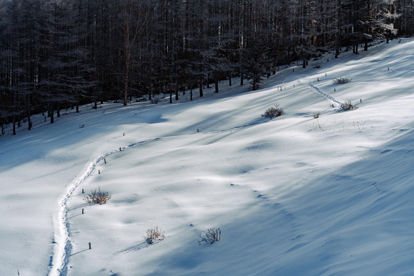 入笠山で新雪を満喫。 / KAMOSOONさんの入笠山の活動データ | YAMAP / ヤマップ