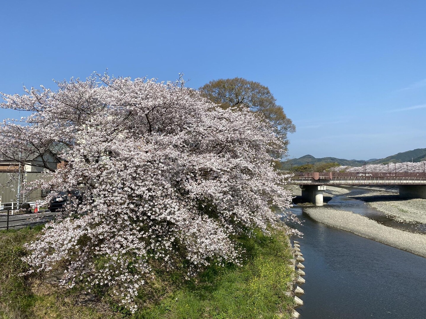 瀬戸川お花見ウォーキング / Hase100さんの烏帽子形山の活動データ | YAMAP / ヤマップ