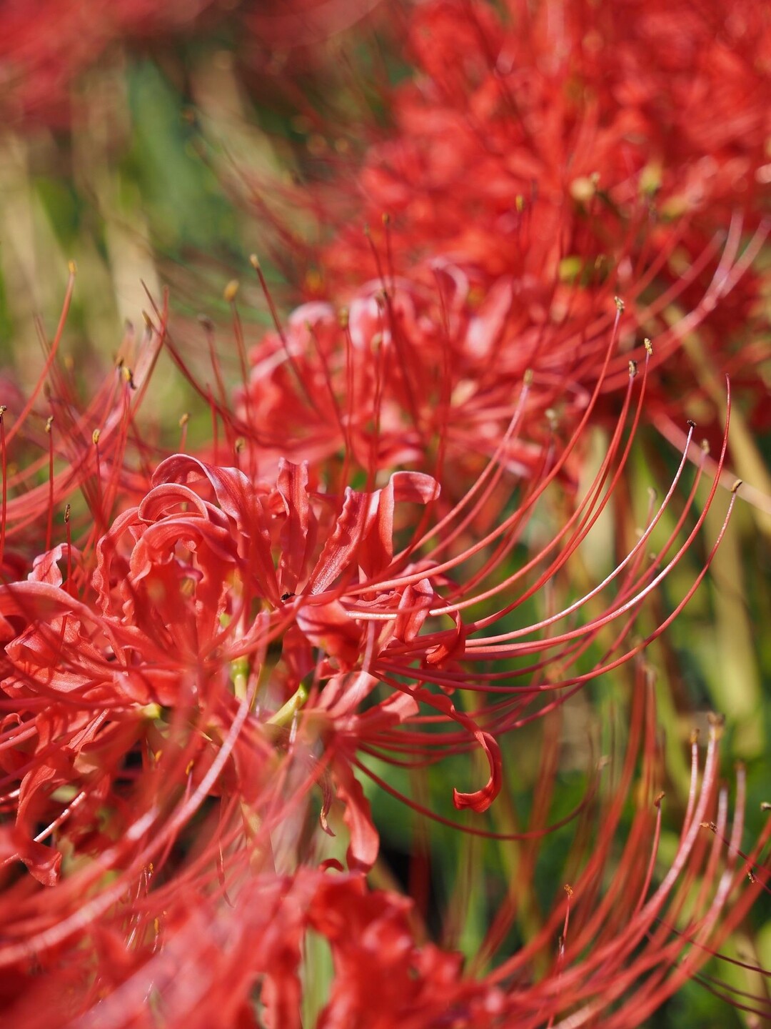 9/30に日向薬師まで彼岸花を見に行って... / mocchi.hikerさんのモーメント | YAMAP / ヤマップ