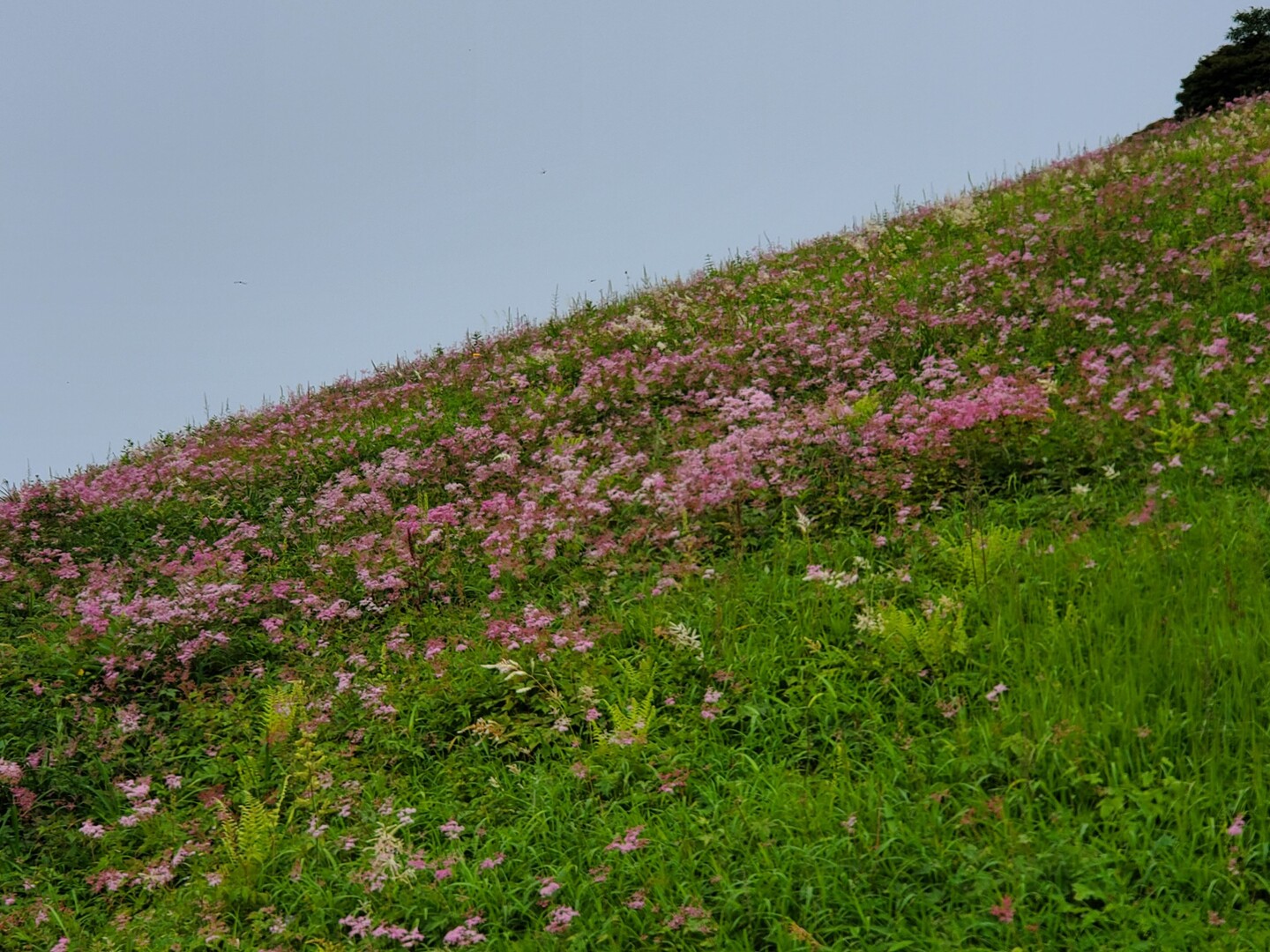 小丸山 / E35-sun☀️さんの女峰山・赤薙山・大真名子山の活動データ | YAMAP / ヤマップ