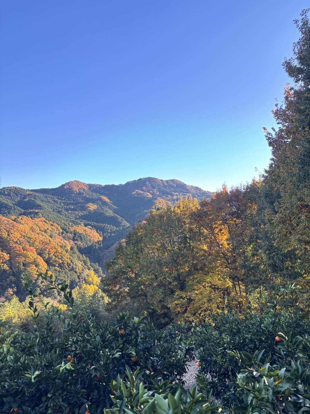 課題が終わった‼️今週の🤣 紅葉🍁... / sasaさんのモーメント | YAMAP / ヤマップ