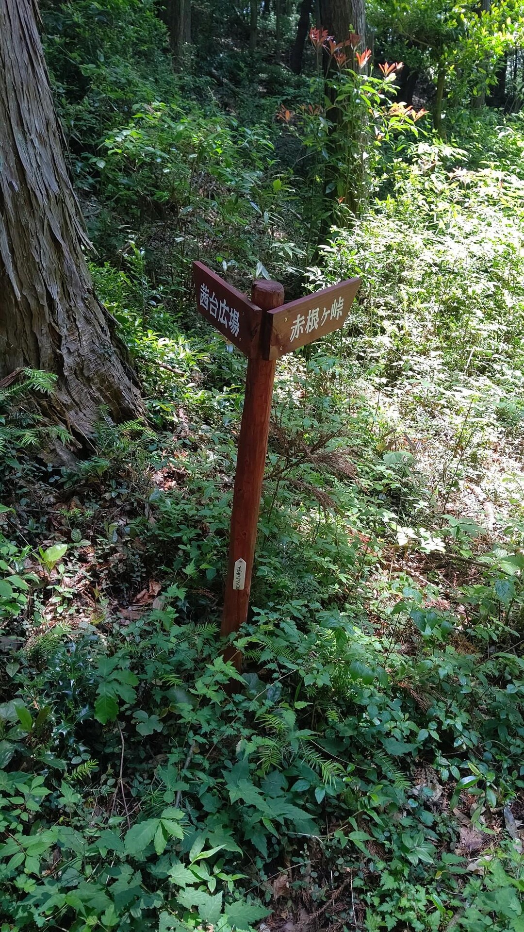 makocchanさんの投稿したフィールドメモ | YAMAP / ヤマップ