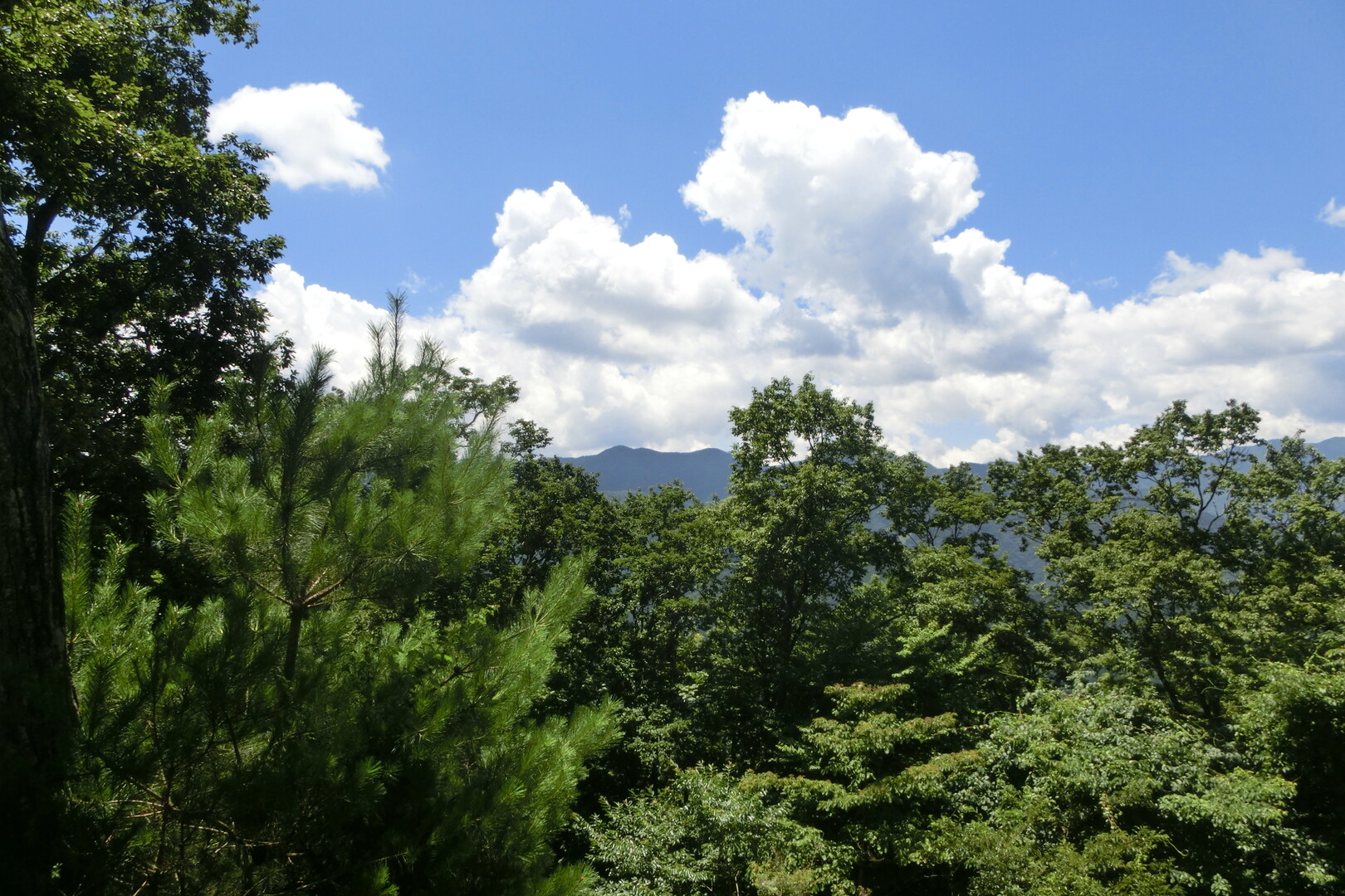 やはり内地は暑い！倉岳山 / syo(ummagumma)さんの倉岳山・高畑山・九鬼山の活動データ | YAMAP / ヤマップ