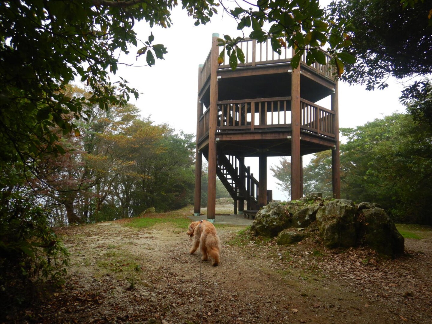 霧の九千部山（with 🐕‍🦺） / ベルちゃんさんの九千部山・石谷山の活動データ | YAMAP / ヤマップ