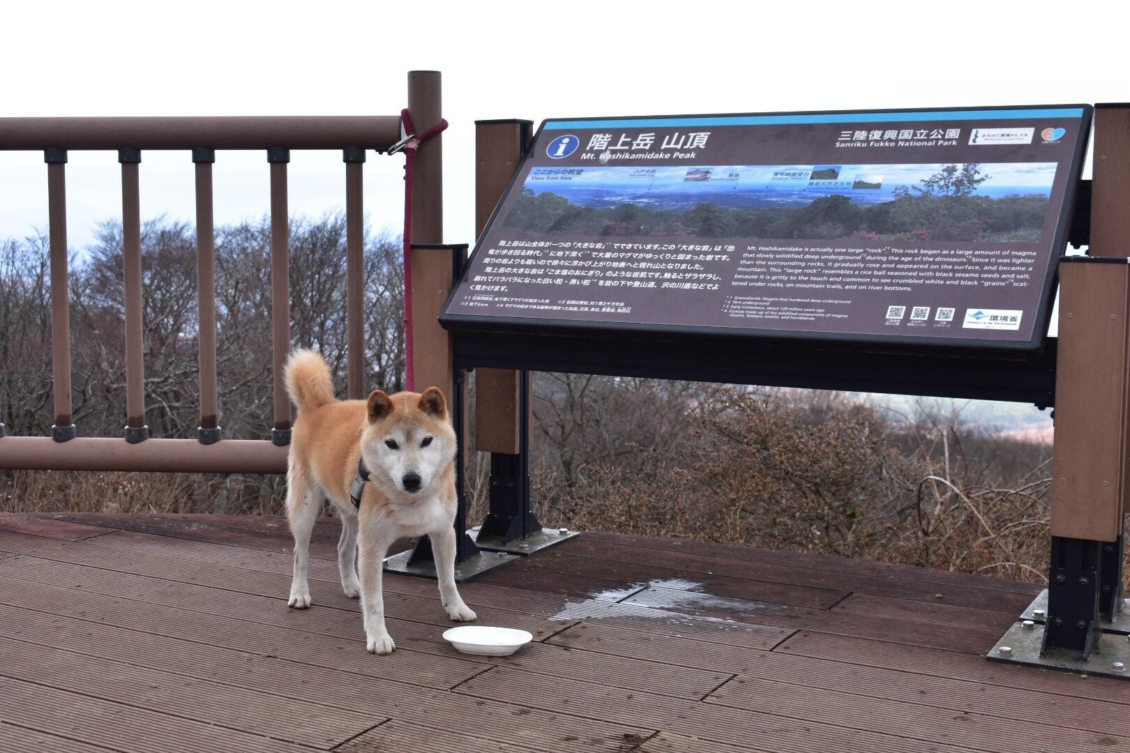 ワンコと階上岳・南岳 / t-timeさんの階上岳（種市岳・臥牛山）・久慈平岳の活動データ | YAMAP / ヤマップ