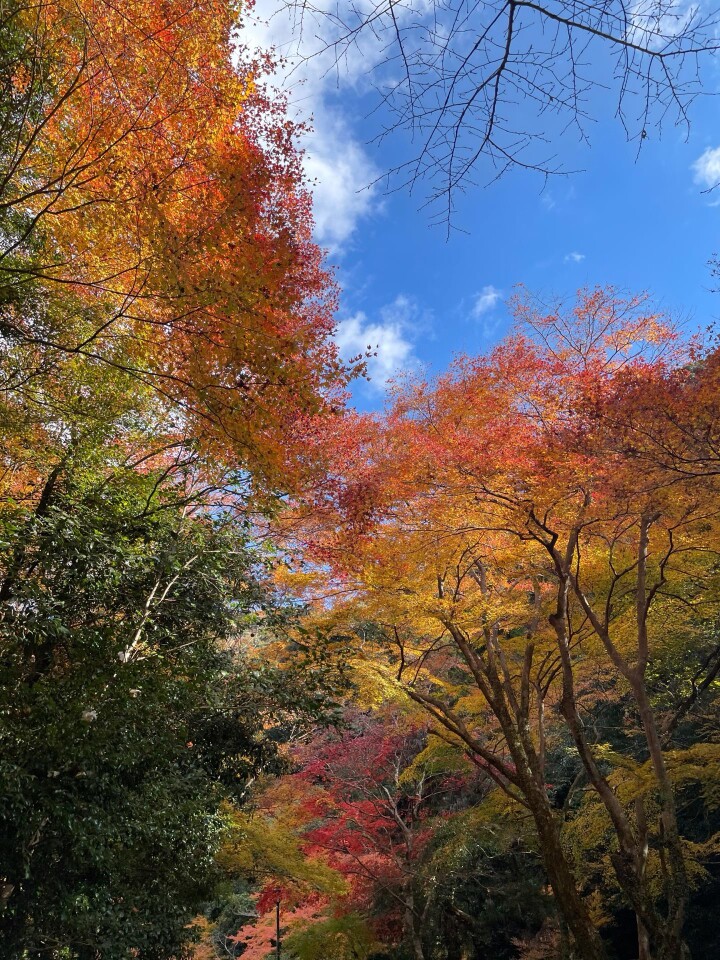 石子詰登山口-箕面山 往復コースの地図・登山ルート・登山口情報 | YAMAP / ヤマップ
