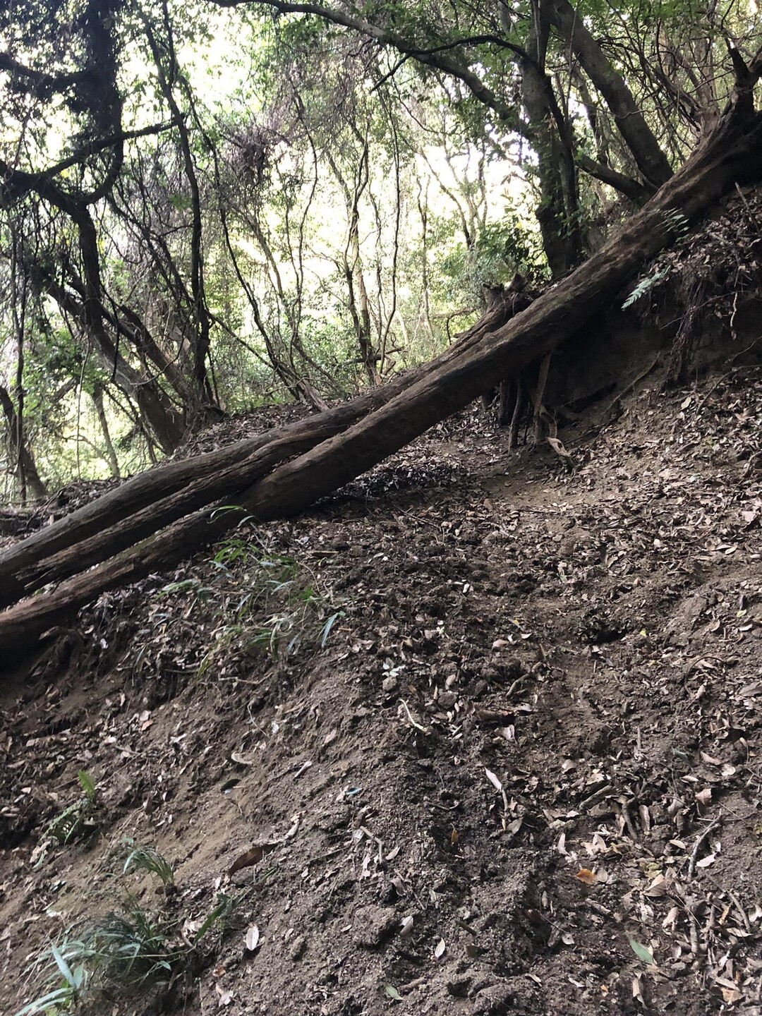 chitoさんの投稿したフィールドメモ | YAMAP / ヤマップ