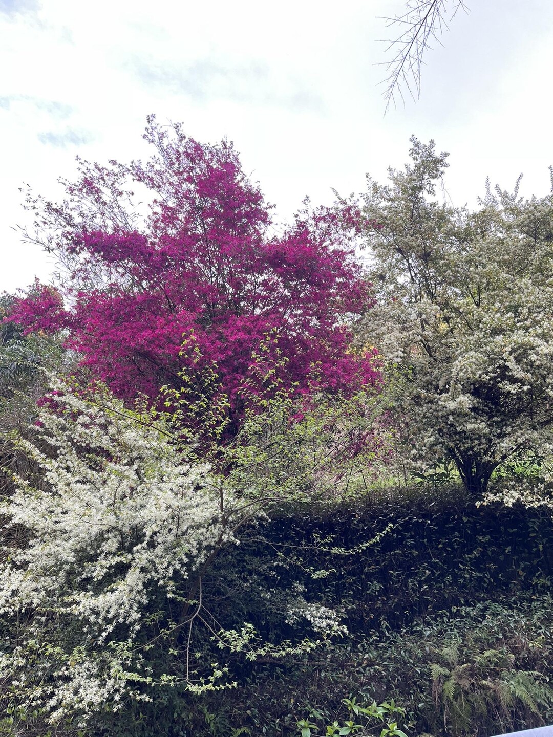 R5.2023.4.1 新年度スタート。... / ngs2福龍🦉さんのモーメント | YAMAP / ヤマップ