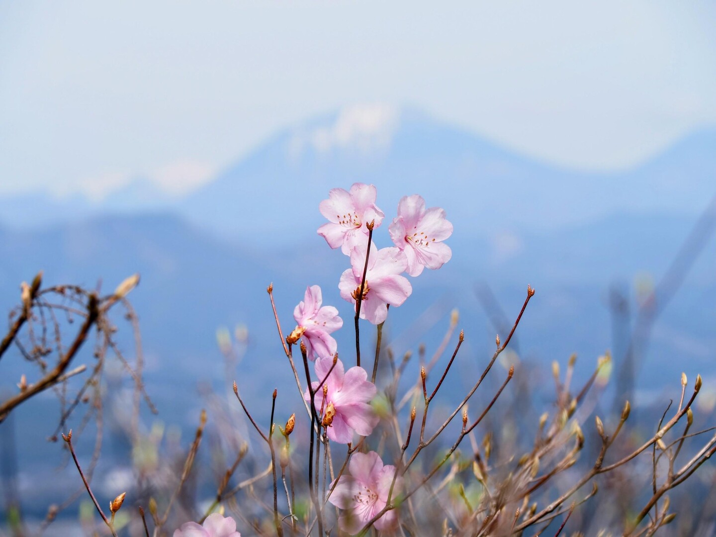 桜とツツジを愛でに⛰古賀志山 / capetaさんの古賀志山・赤岩山・鞍掛山・男抱山・半蔵山の活動データ | YAMAP / ヤマップ