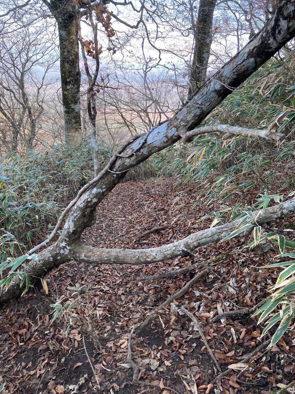 zatoさんの投稿したフィールドメモ | YAMAP / ヤマップ