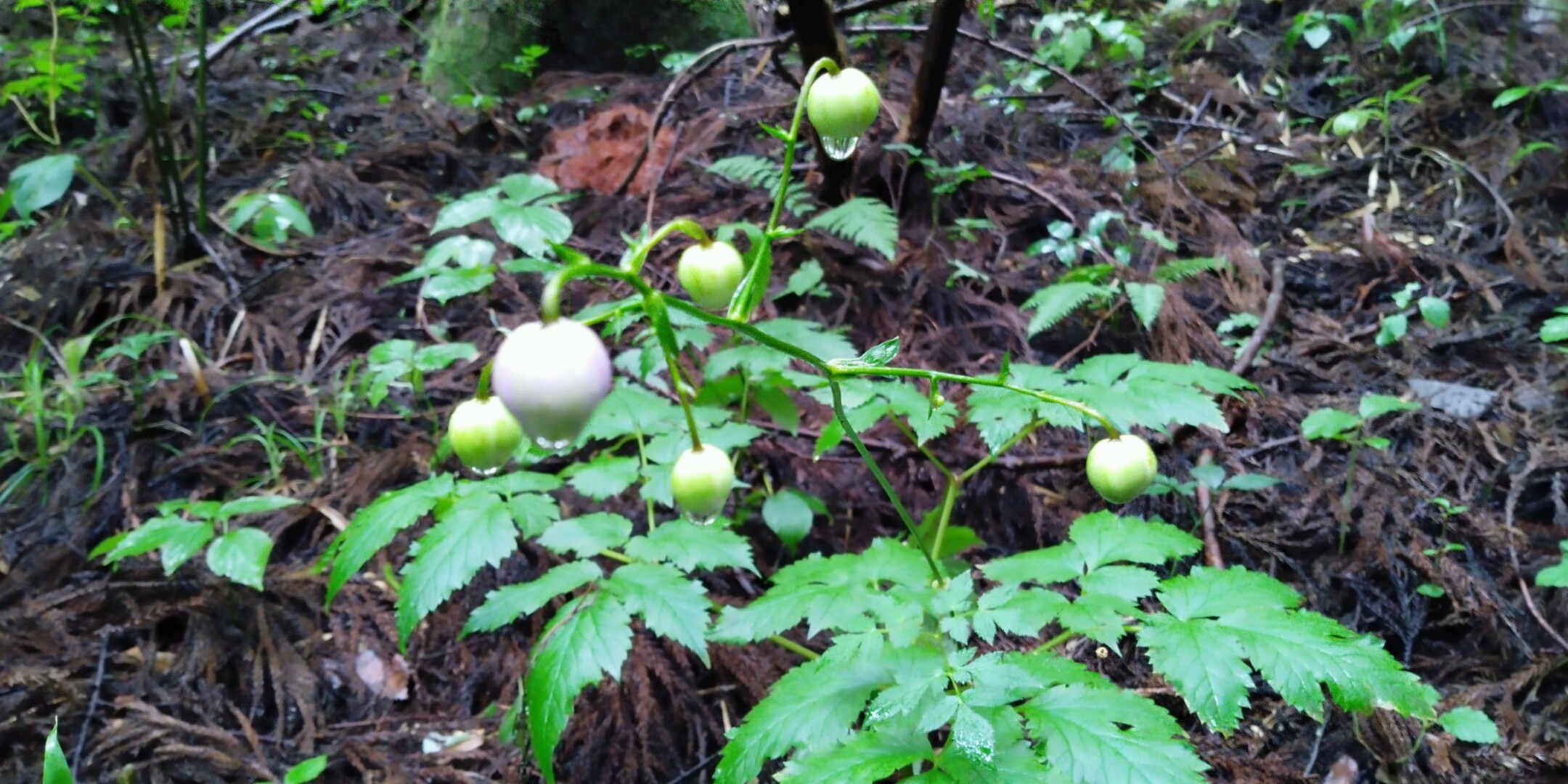 雨に濡れたお山のレンゲショウマに会って来... / kco（ケーコ）さんのモーメント | YAMAP / ヤマップ