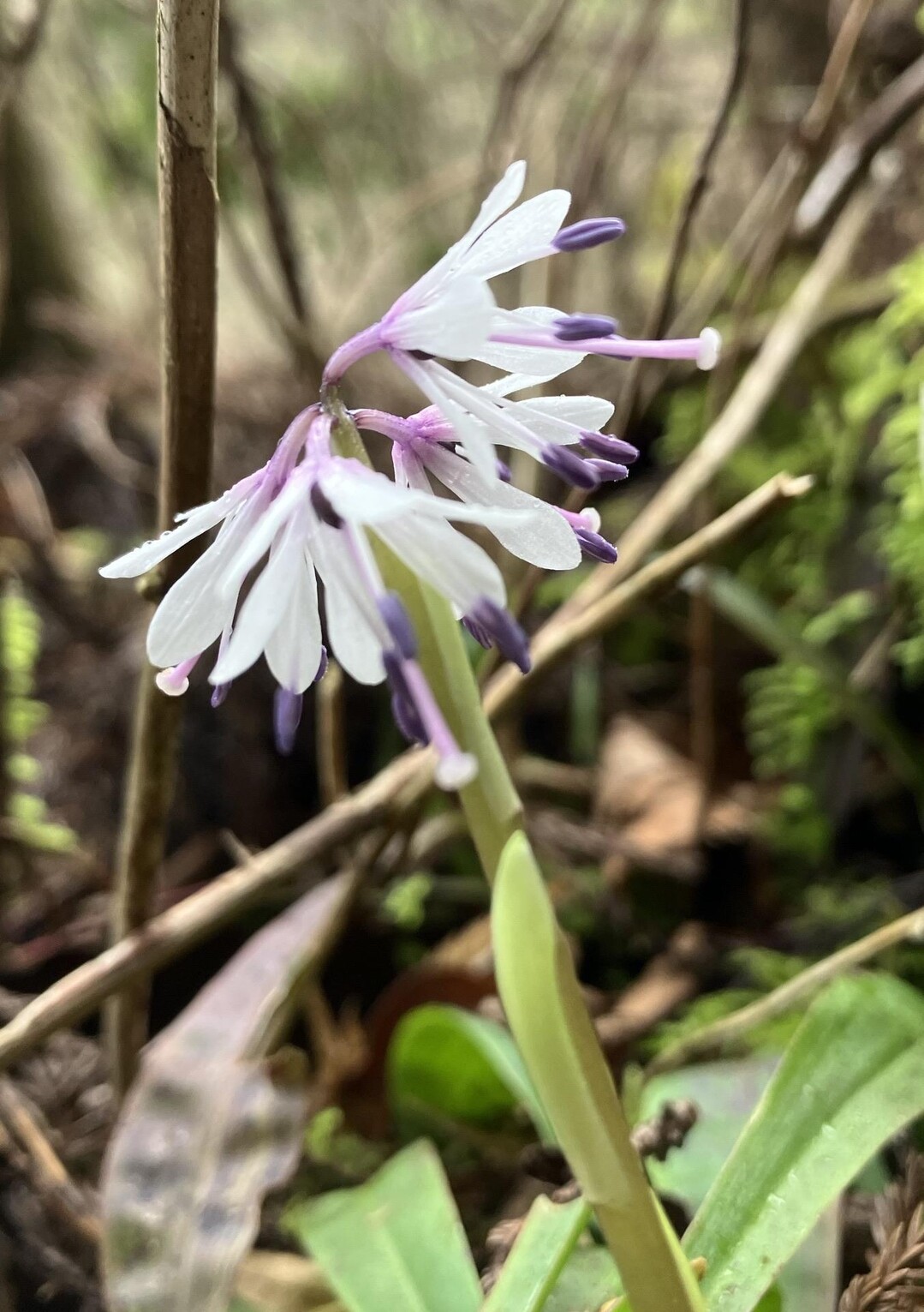 初めての 三国山 / motomickyさんの八方ヶ岳の活動データ | YAMAP / ヤマップ