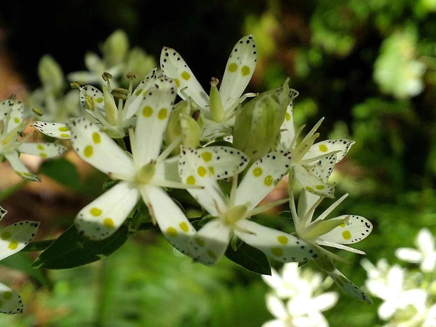 初めての猪臥山 / opal糸さんの猪臥山の活動データ | YAMAP / ヤマップ
