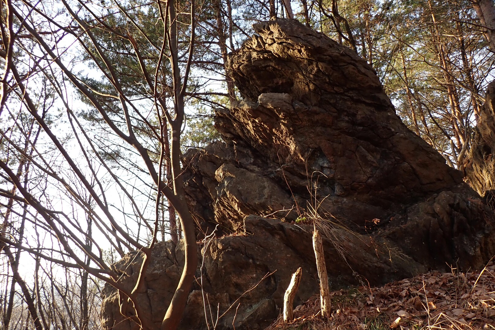 大森山・黒石山 / mirinさんの大森山・黒石山の活動データ | YAMAP / ヤマップ