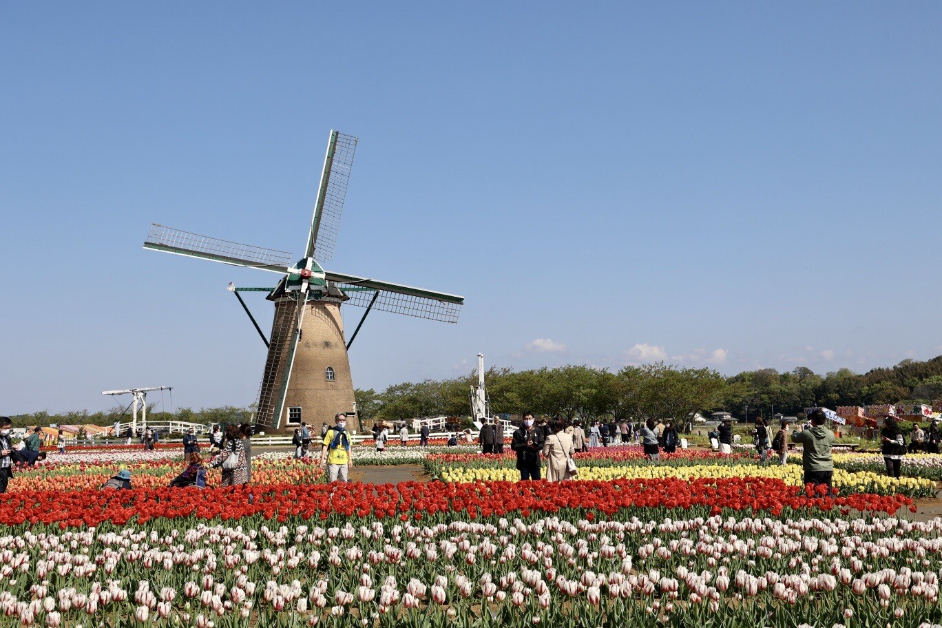 『佐倉チューリップフェスタ2021』 佐... / puku68さんのモーメント | YAMAP / ヤマップ