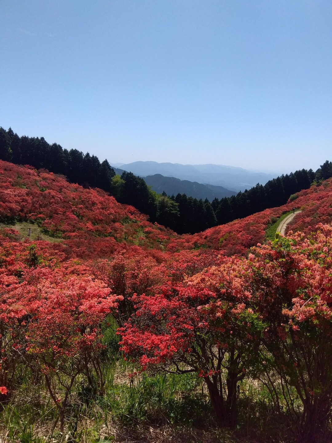 葛城山(天狗谷ルート) / ko-ziさんの葛城古道の活動データ | YAMAP / ヤマップ