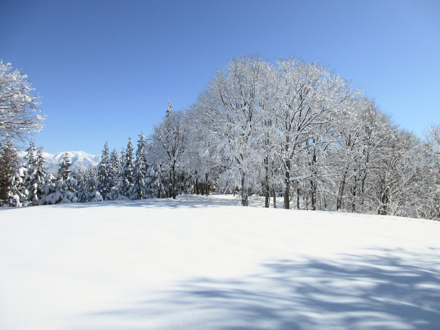 過去最高の三本ぶな山 / ikkoさんの鋸山・三ノ峠山・八方台の活動データ | YAMAP / ヤマップ