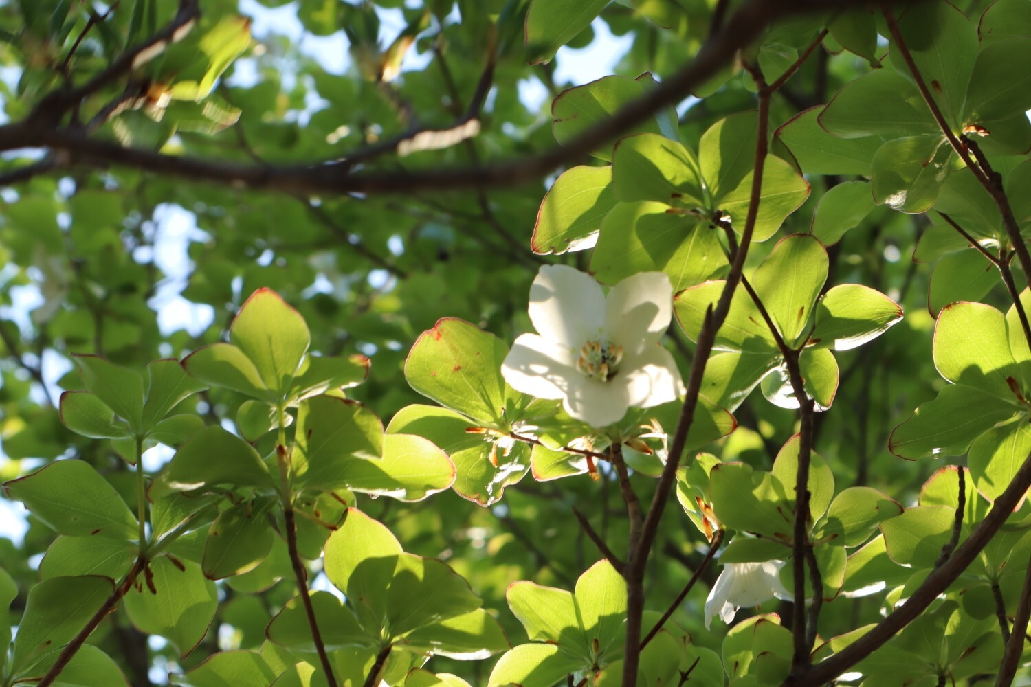 大台ヶ原山（日出ヶ岳） / saori さんの大台ヶ原山・日出ヶ岳・大杉谷の活動日記 | YAMAP / ヤマップ