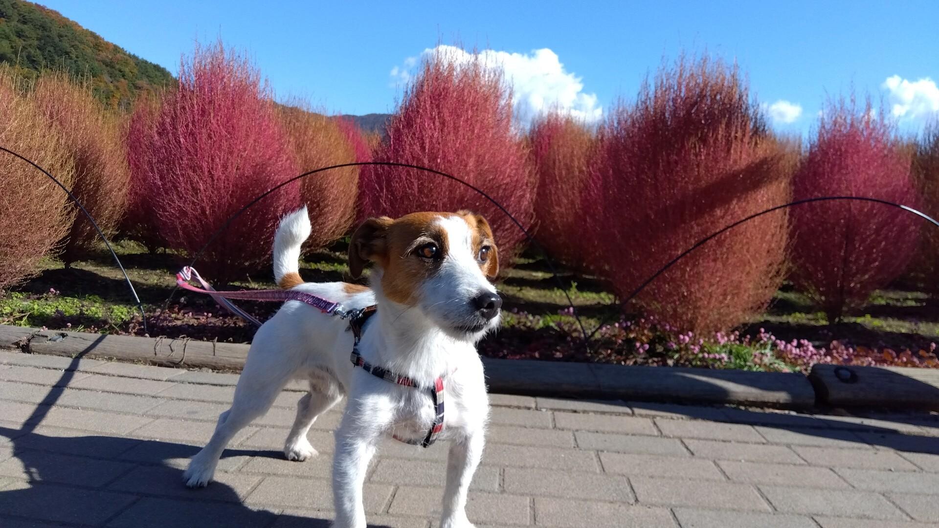 河口湖大石公園のコキアの紅葉見頃は過ぎて... / Veenaさんのモーメント | YAMAP / ヤマップ