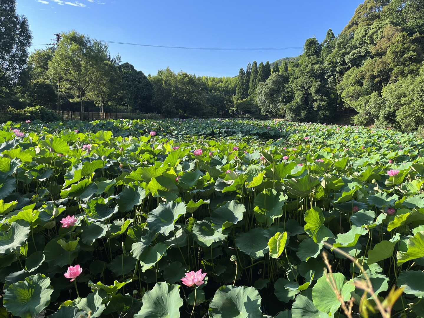 京都1周トレイル嵐山～貴船 / Ikukoさんの京都一周トレイルの活動データ | YAMAP / ヤマップ