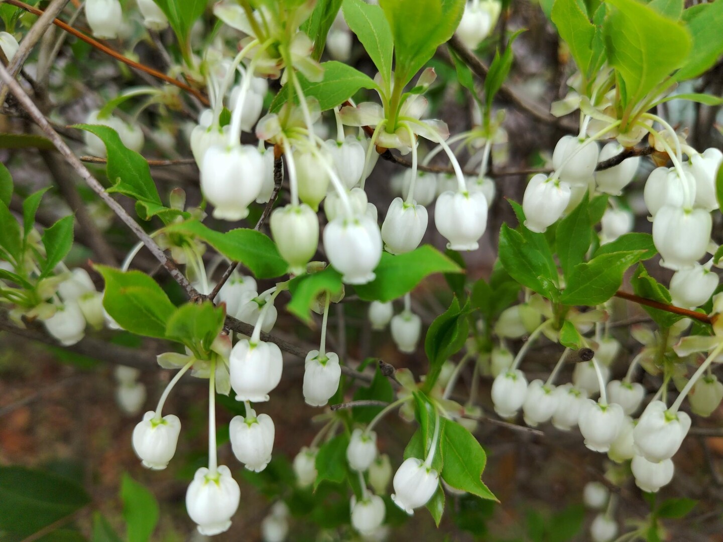 昼休みのお散歩。今日は、ちょっと肌寒い ... / セバスチャンさんのモーメント | YAMAP / ヤマップ