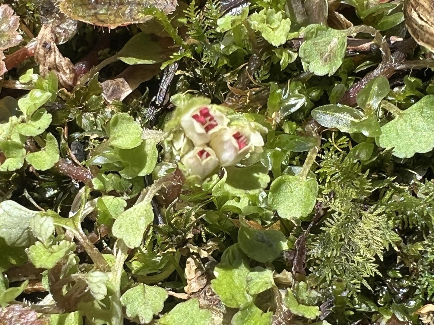 スプリング・エフェメラル 入道ヶ岳・短山国見岳 / Miwaさんの入道ヶ岳・鎌ヶ岳・仙ヶ岳の活動データ | YAMAP / ヤマップ