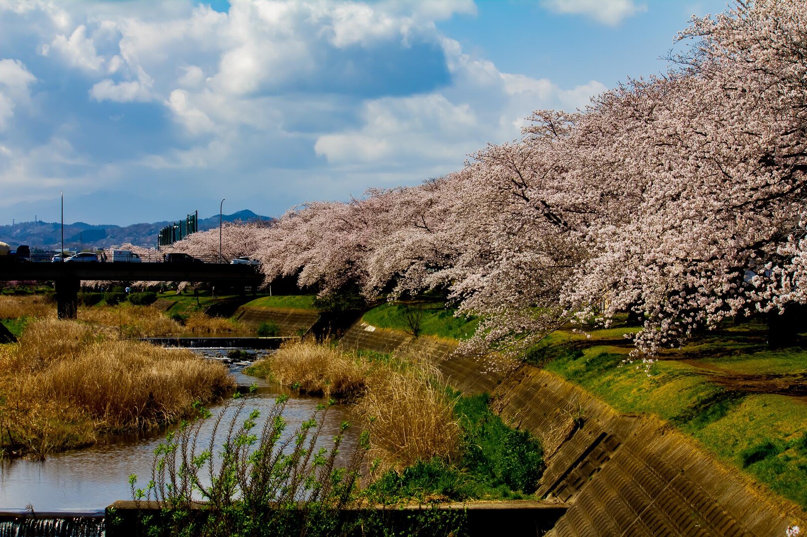 続・桜の思い出。 明確な四季があり、美... / stripeさんのモーメント | YAMAP / ヤマップ