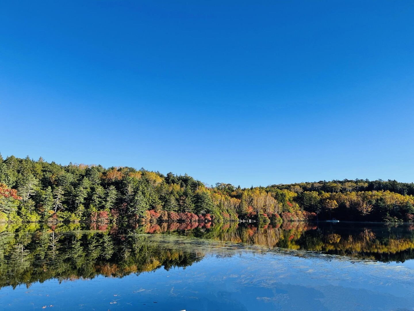 白駒池の🍁と茶臼山 / harumiさんの蓼科山・横岳・縞枯山の活動日記 | YAMAP / ヤマップ