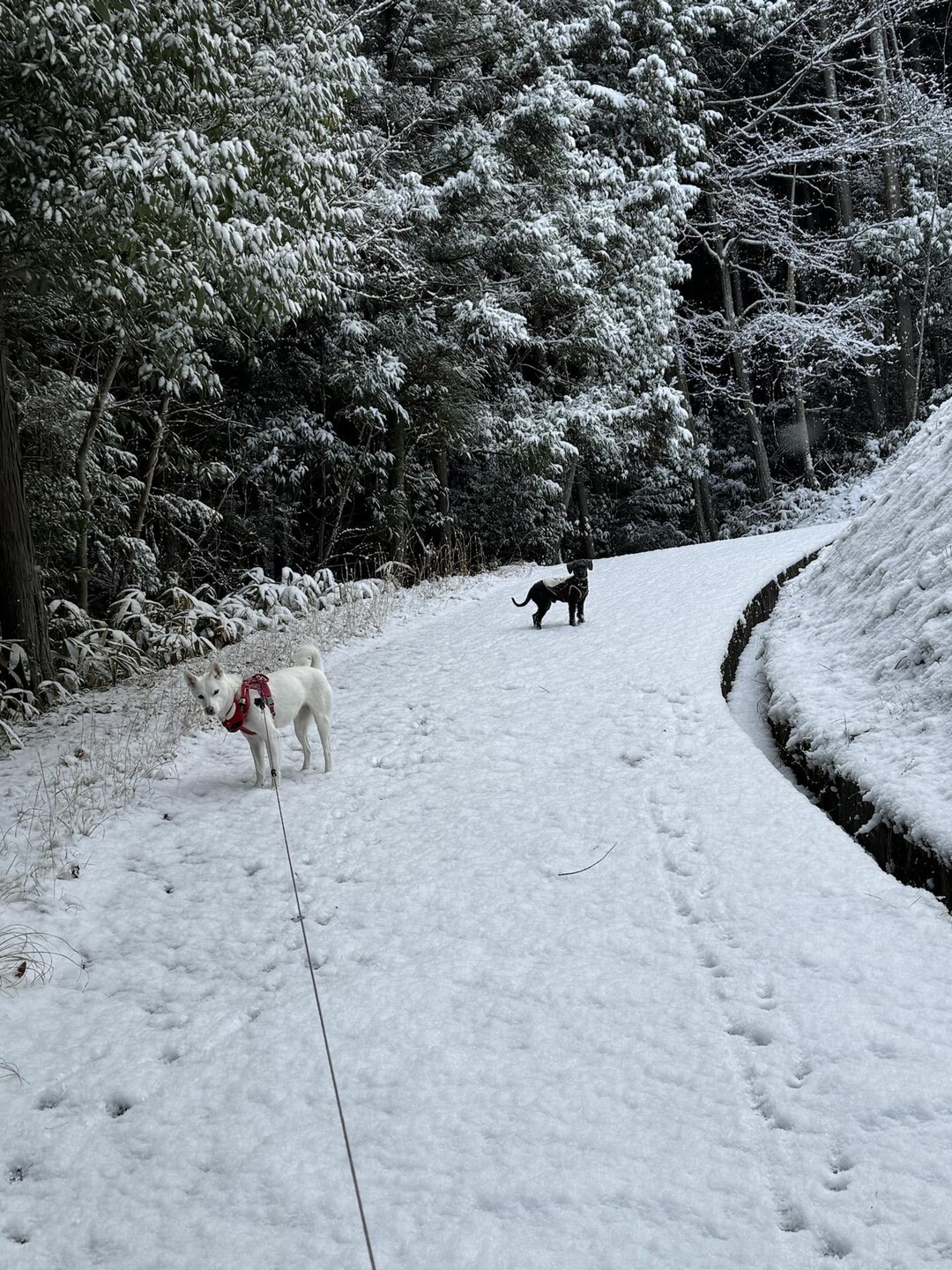 🌨️🌨️🌨️今日のお散歩🐶🐩 ... / GHハコさんのモーメント | YAMAP / ヤマップ
