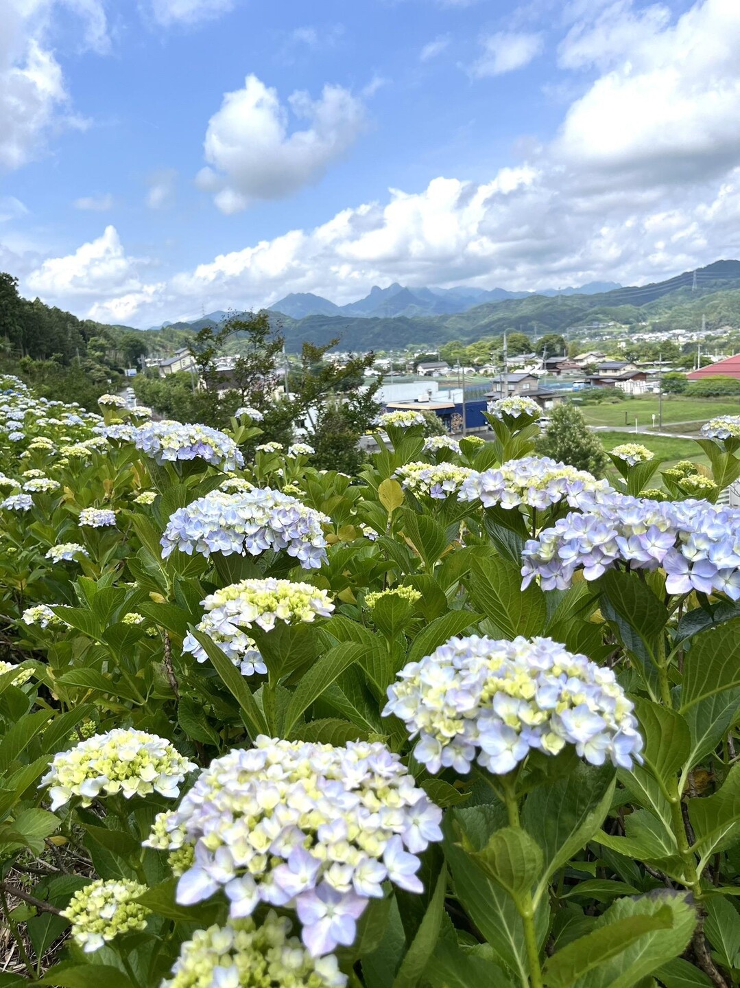 下仁田町あじさい園-2023-06-10 / rinさんの大桁山・鍬柄岳・御堂山の活動データ | YAMAP / ヤマップ