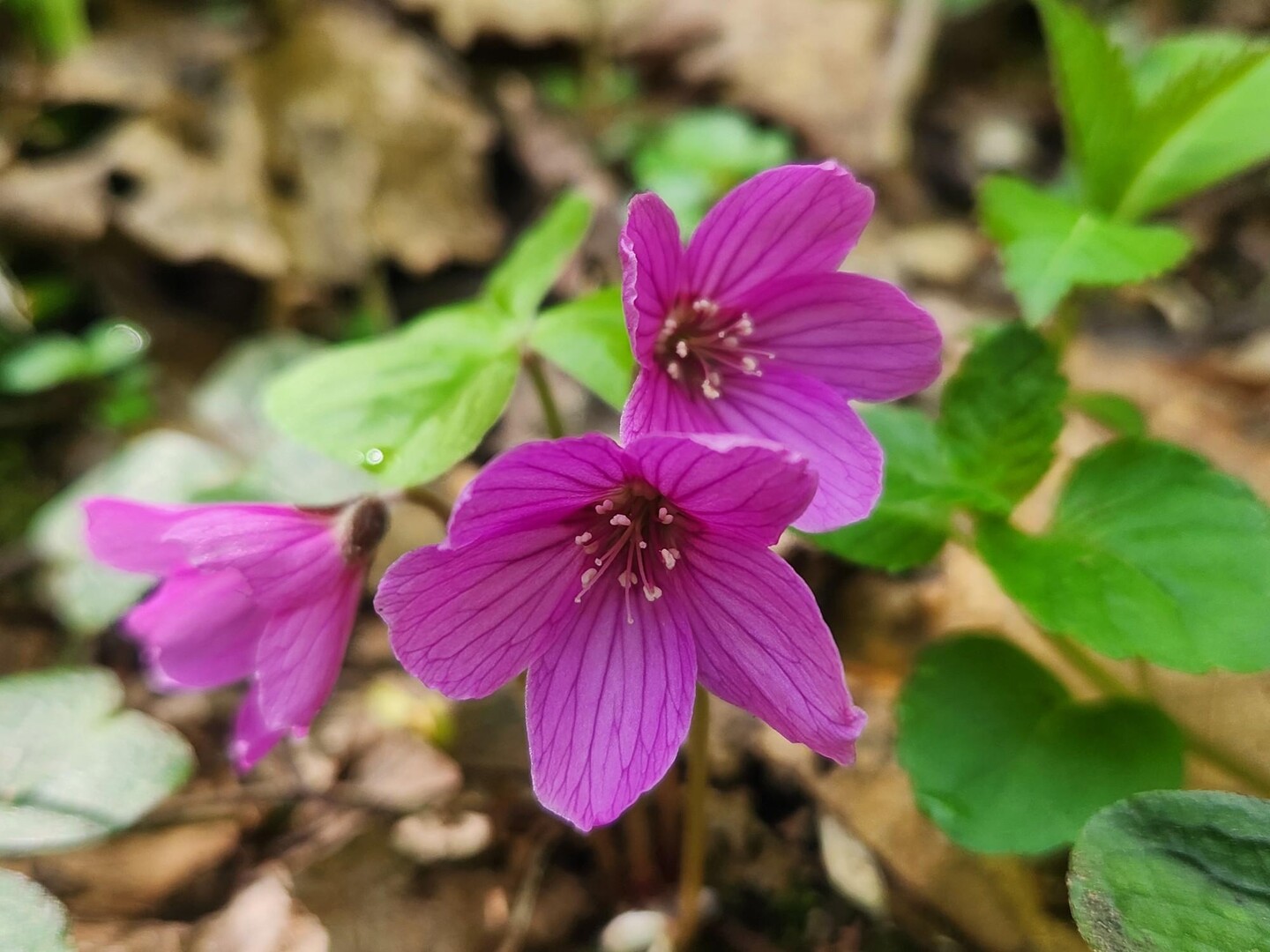 こつぶり山・取立山 / satomi29さんの取立山の活動データ | YAMAP / ヤマップ