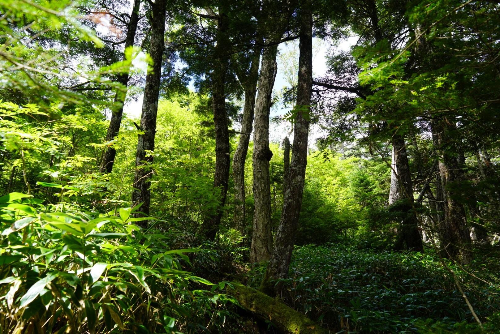 鍋冠山 / Rikumamiさんの常念岳・大天井岳・燕岳の活動データ | YAMAP / ヤマップ