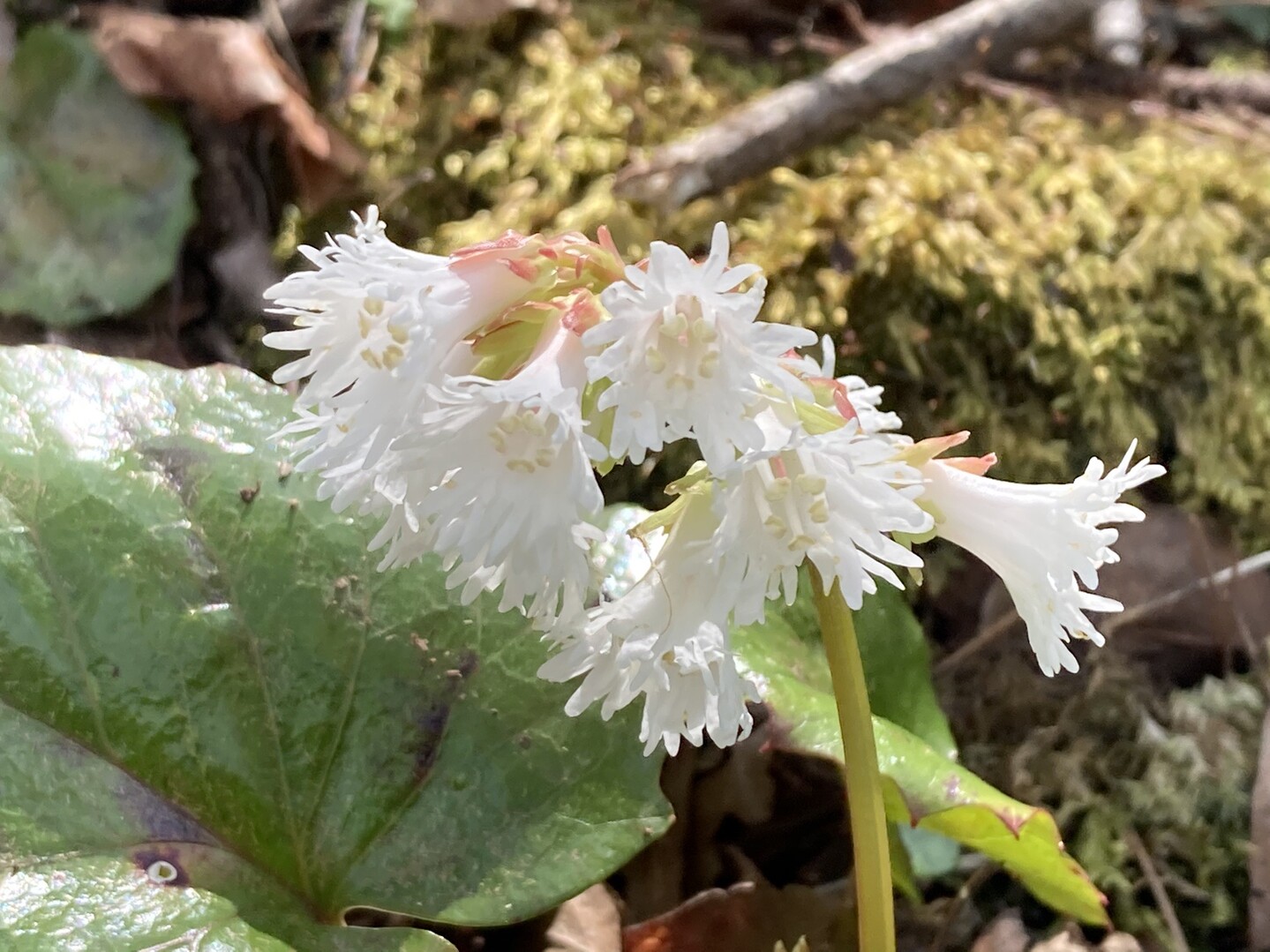 鬼飛山の白いイワカガミ💠💠💠 / BAKUさんの納古山の活動データ | YAMAP / ヤマップ