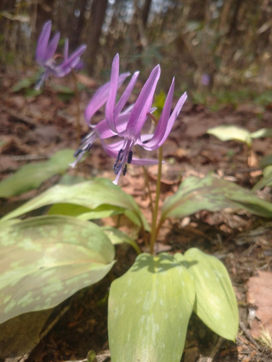 姫神山 / RIKUさんの姫神山の活動日記 | YAMAP / ヤマップ